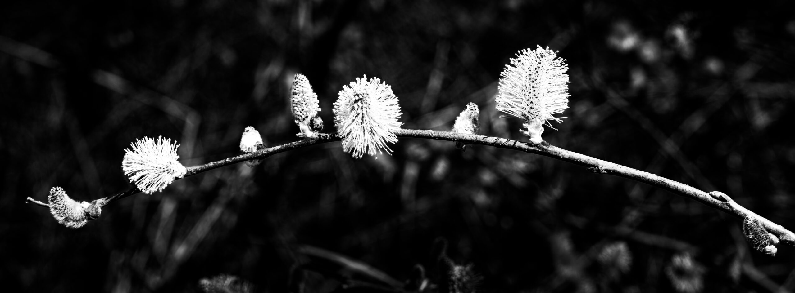 Springtime (2025) - Adrian Schaub photography