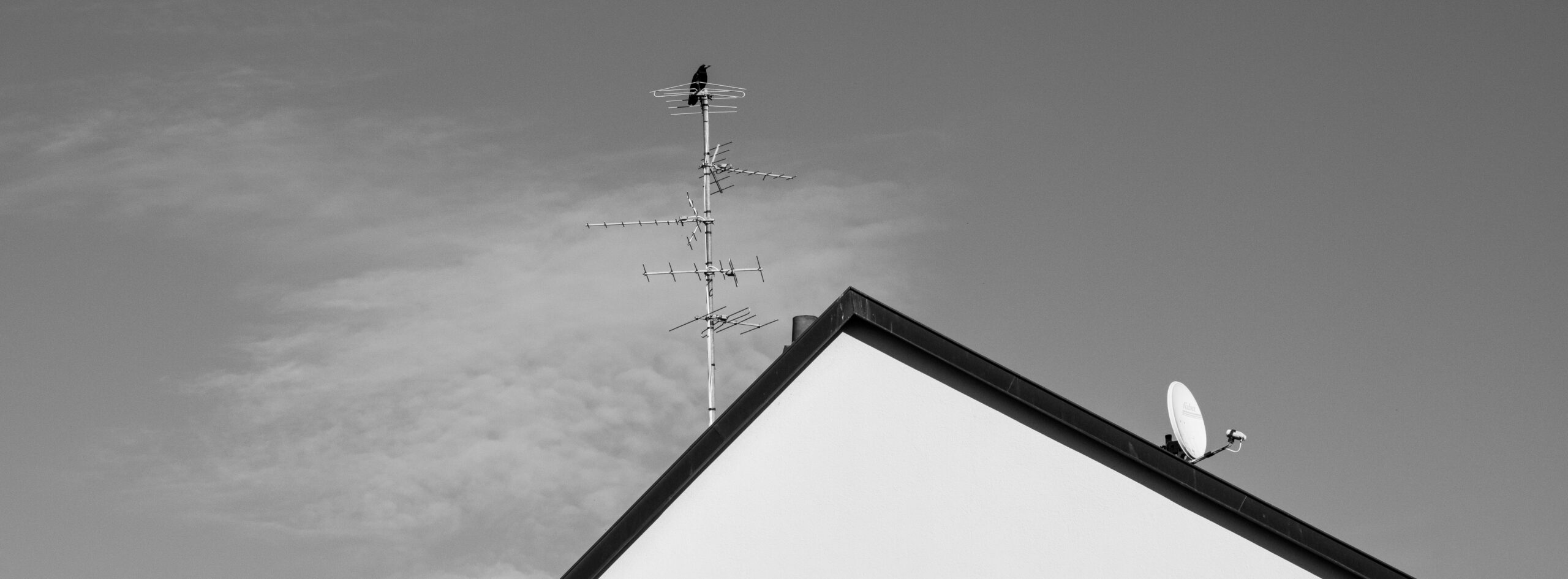 Antenna Raven (2025) - Adrian Schaub photography